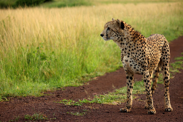 The Show and Tell Nature Blog: Alas, The End is Here