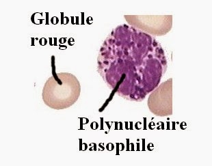 Maladies rénales et nutrition: La formule sanguine
