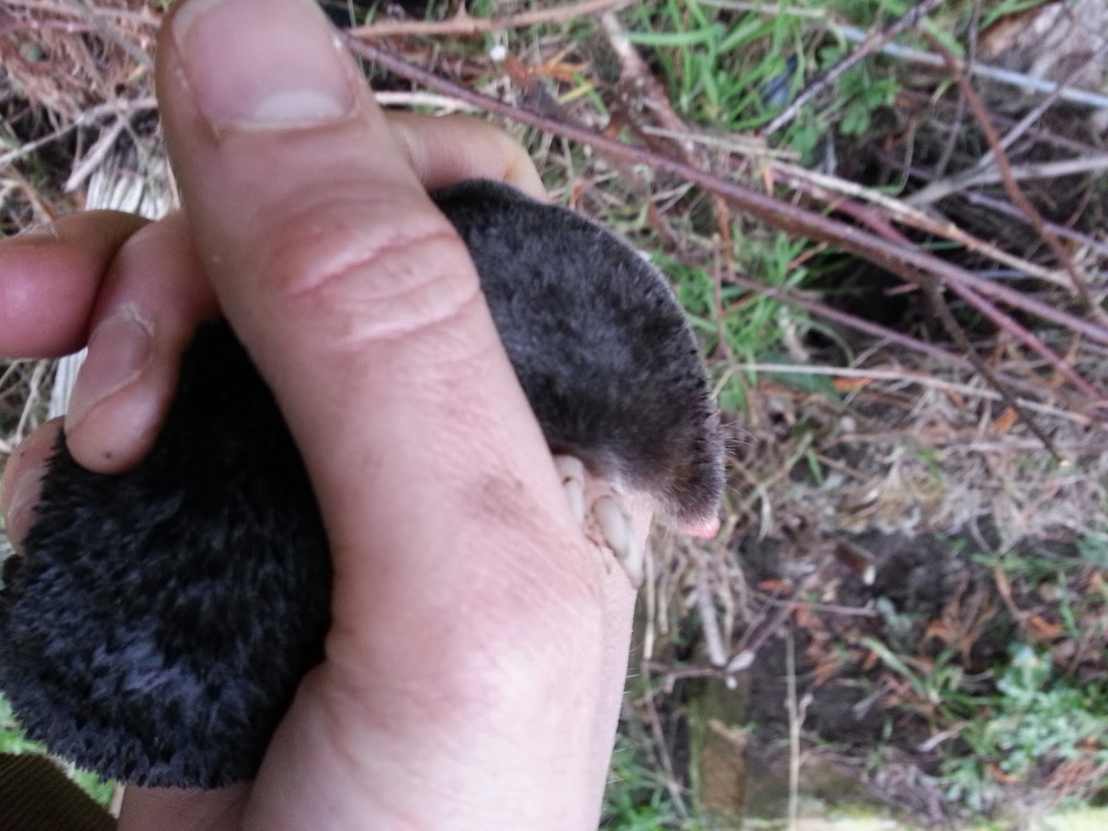 Leo du Feu - Landscape, Art, Nature, Birds: A mole, on towpath, in ...
