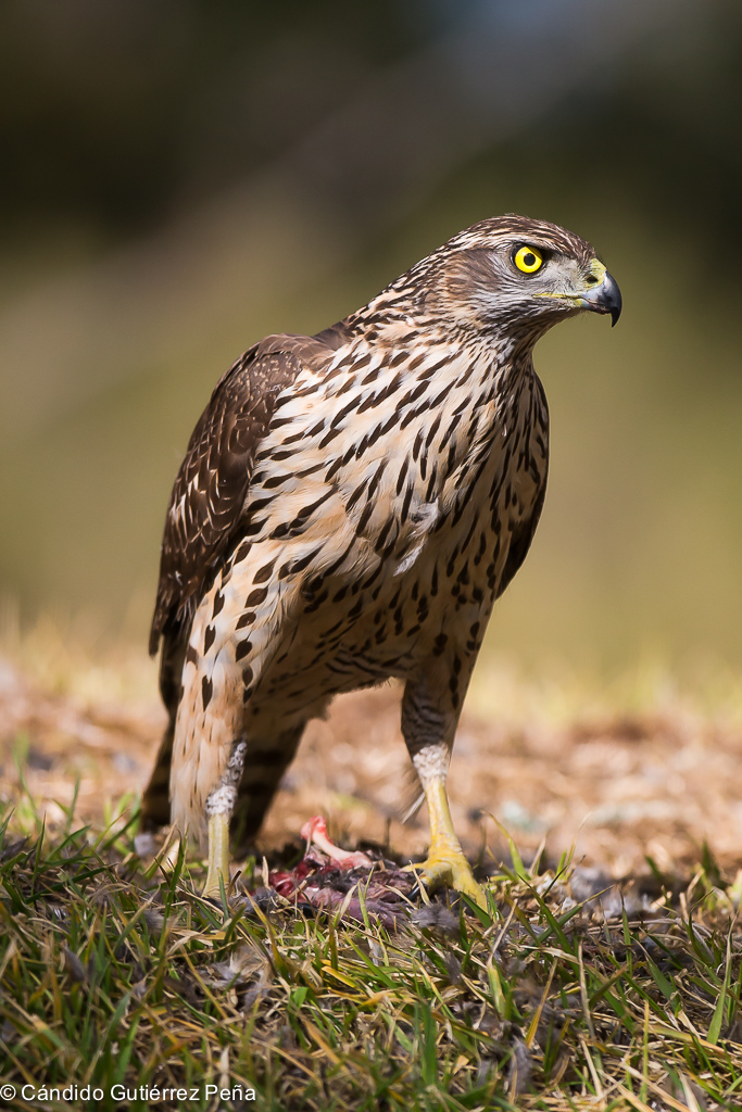 AZOR COMUN - Accipiter Gentilis | Observatorio de la Naturaleza
