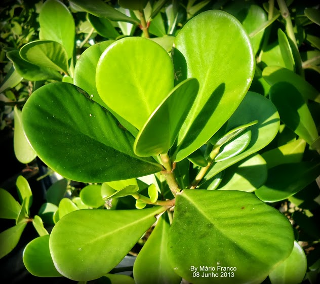 CLÚSIA - ( Clusia fluminensis ) - Meu Cantinho Verde