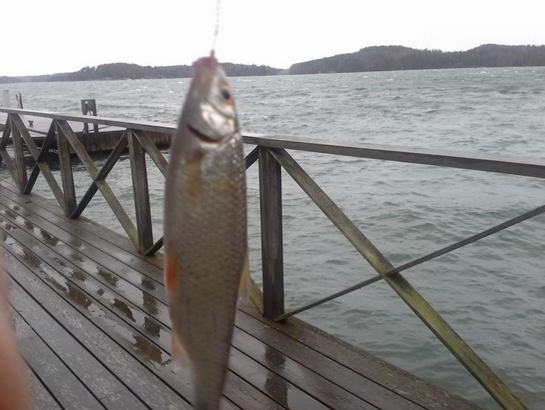 Heittokala Tarantella