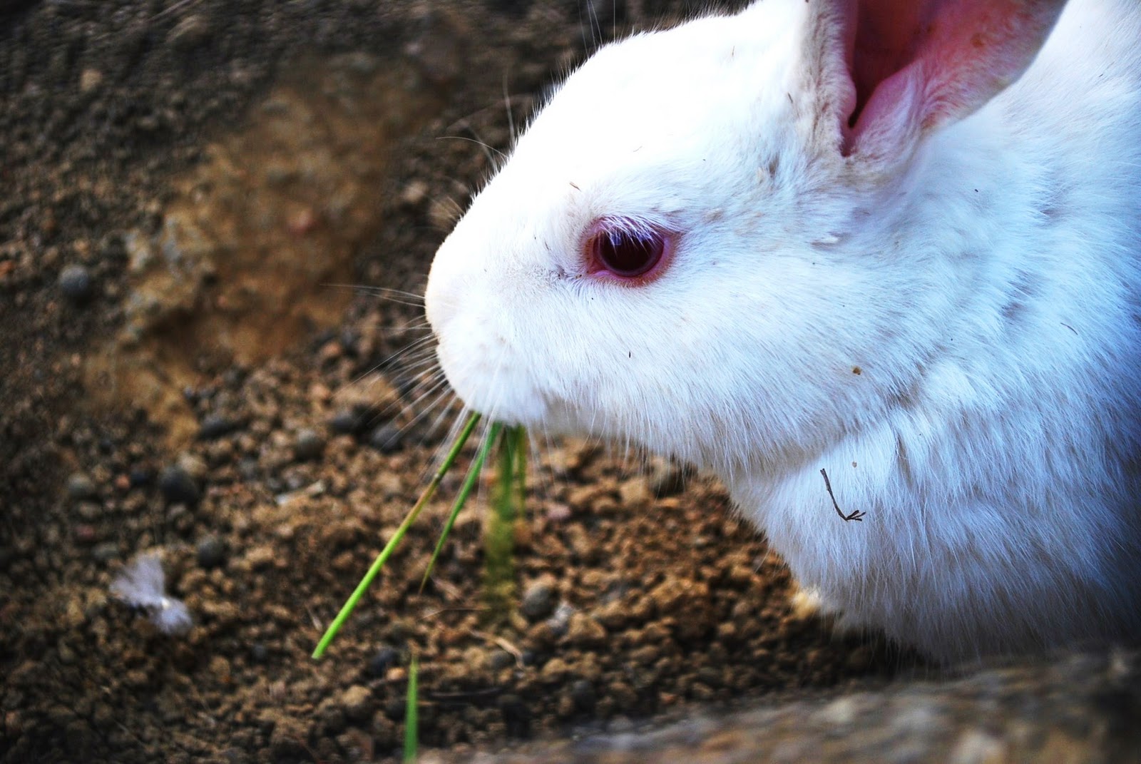 Indian Photography: White Rabbit eating Grass