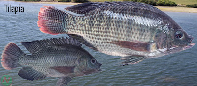 Fish Names & Pictures | Fish Vocabulary | Necessary Vocabulary ...