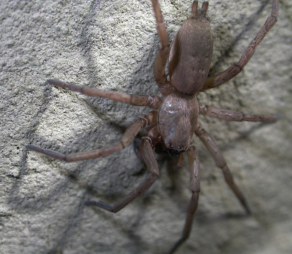 Arachnerds: Stone Spiders - Drassodes sp.