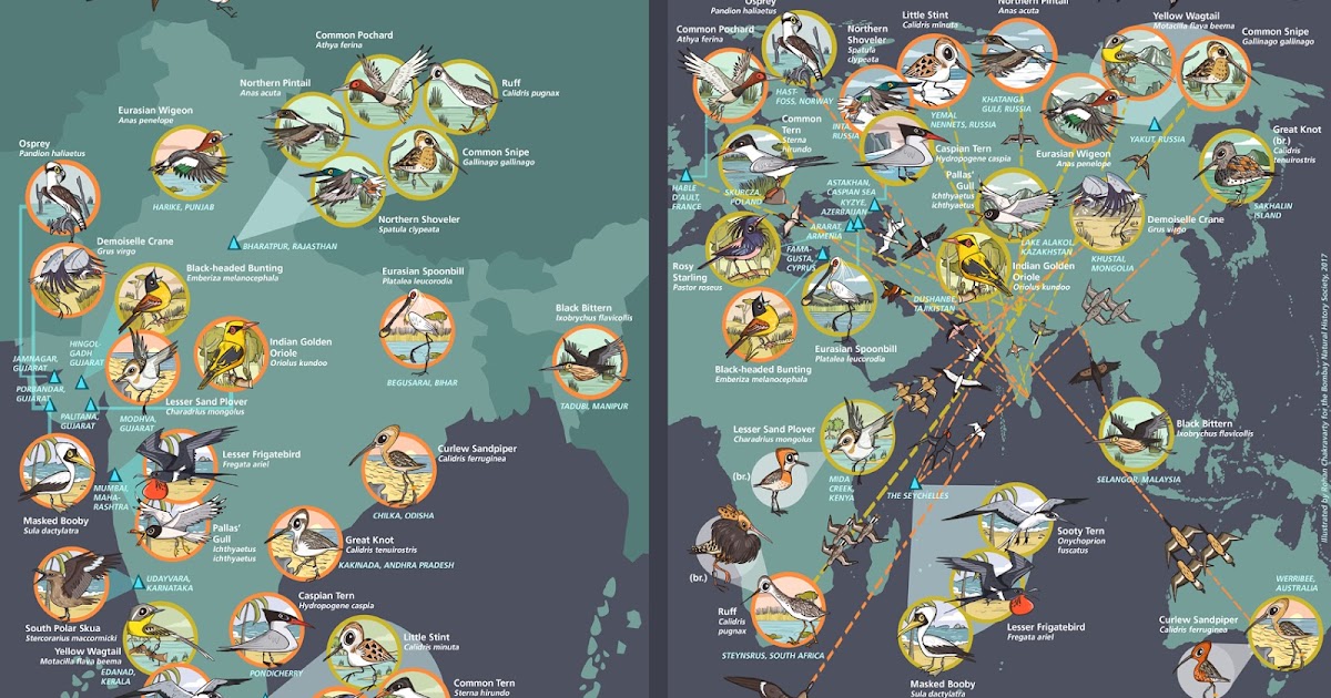 Green Humour: BNHS Bird Migration Atlas