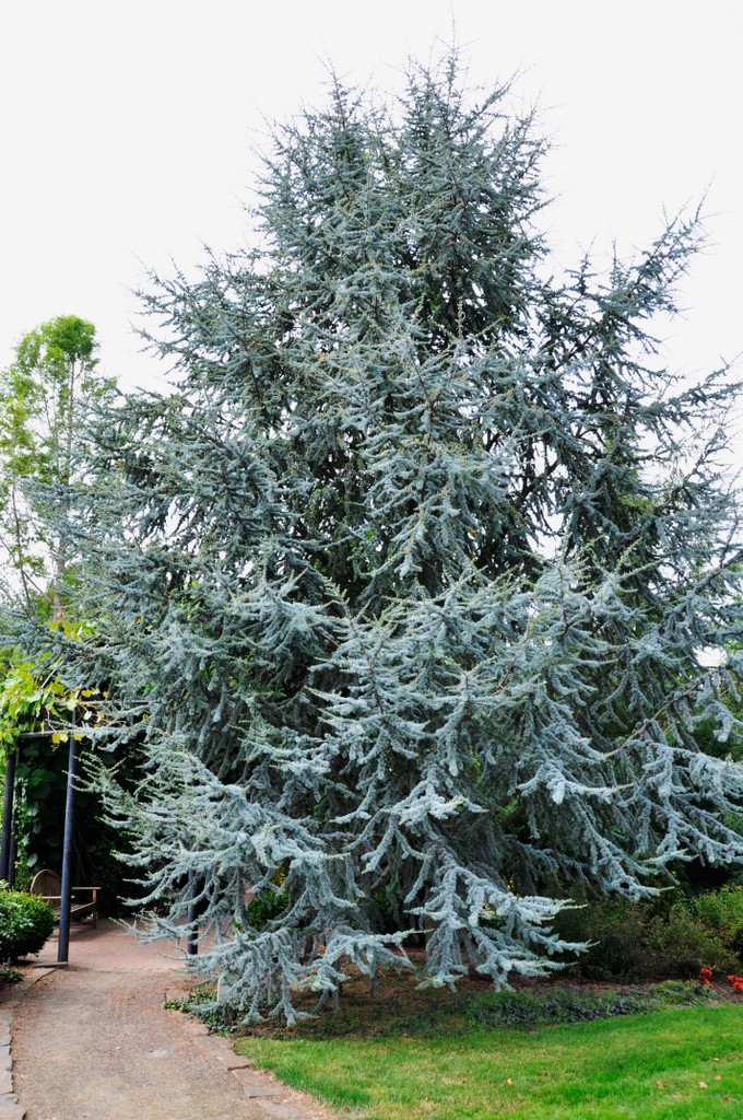 Pokloni mi cvet: Cedrus atlantica