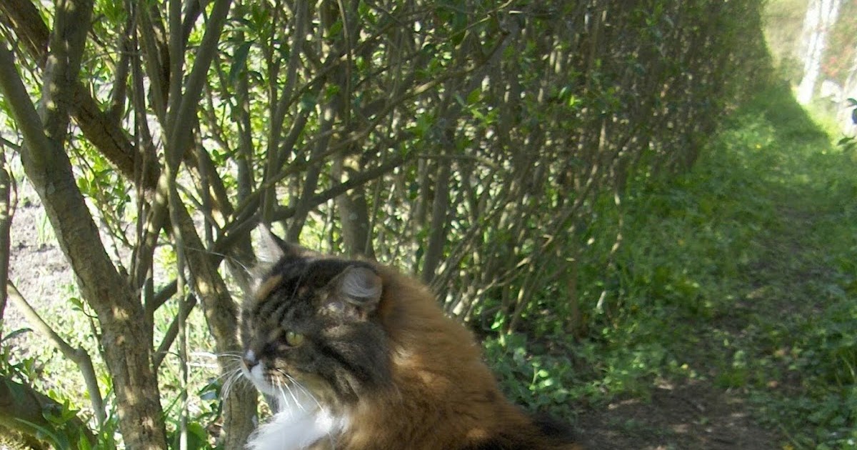 Karen`s Nature Photography: Cat Looking Through Hedge.