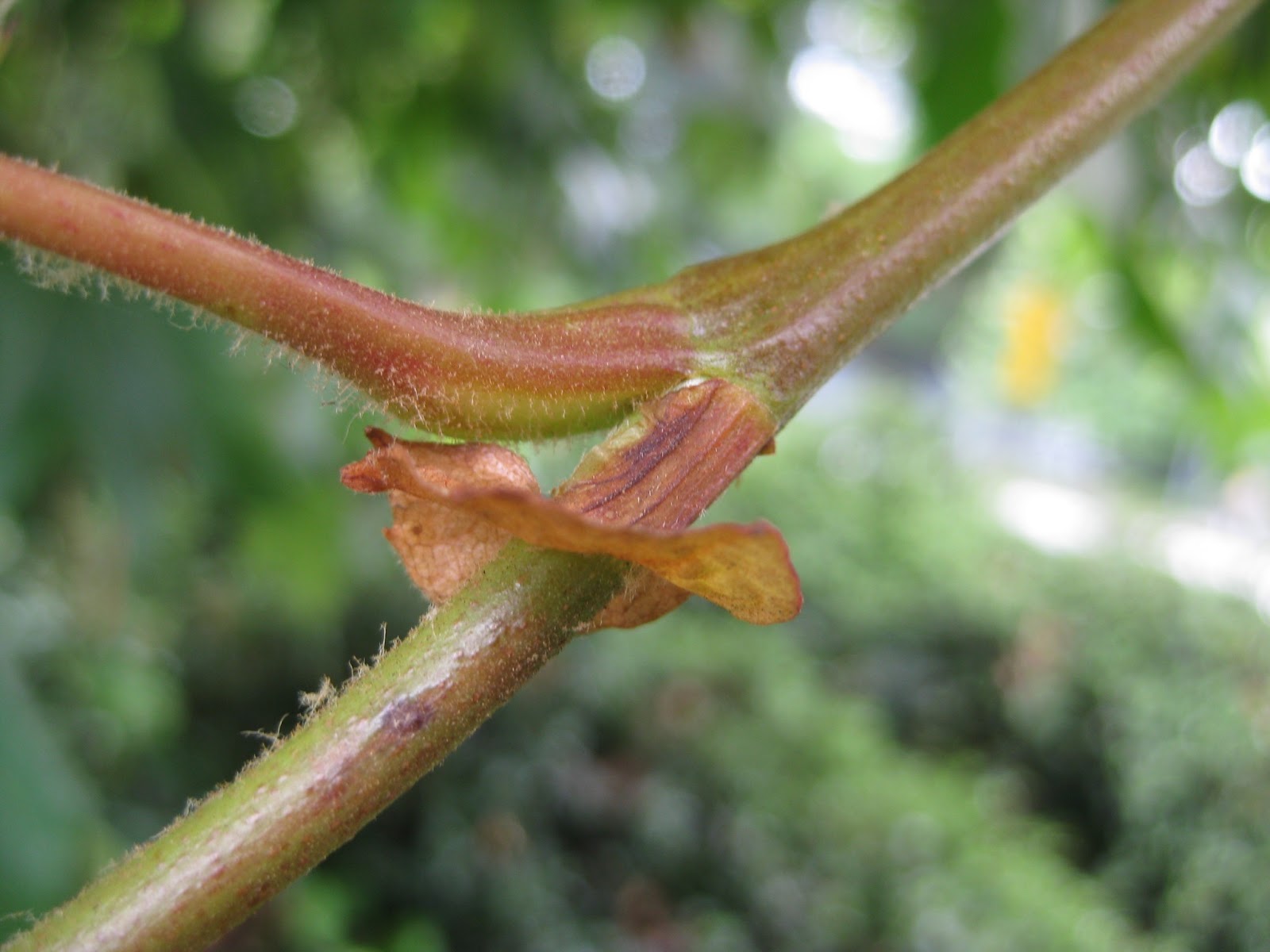 Trees of Santa Cruz County: Platanus racemosa - California sycamore