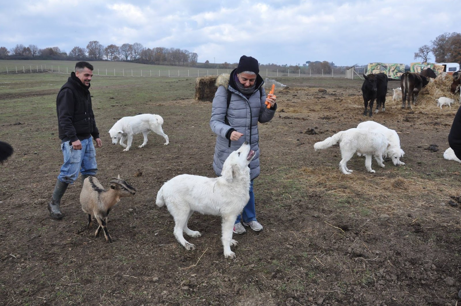 Le cronache animali: Animali di serie A (cani e gatti) e animali di ...