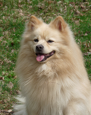 dog side stories: German Spitz Klein /Small ( Γερμανικό Σπιτς Μικρό)