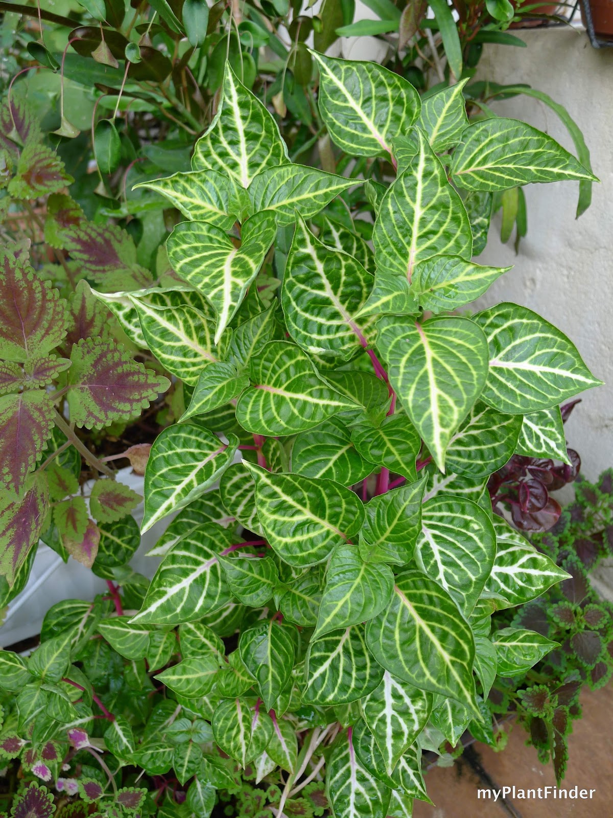 MY PLANT FINDER | Plant Guide: Iresine herbstii cultivar