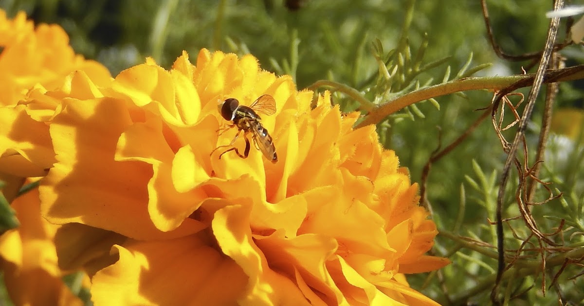 Powell River Books Blog: Coastal BC Insects: Hover Fly