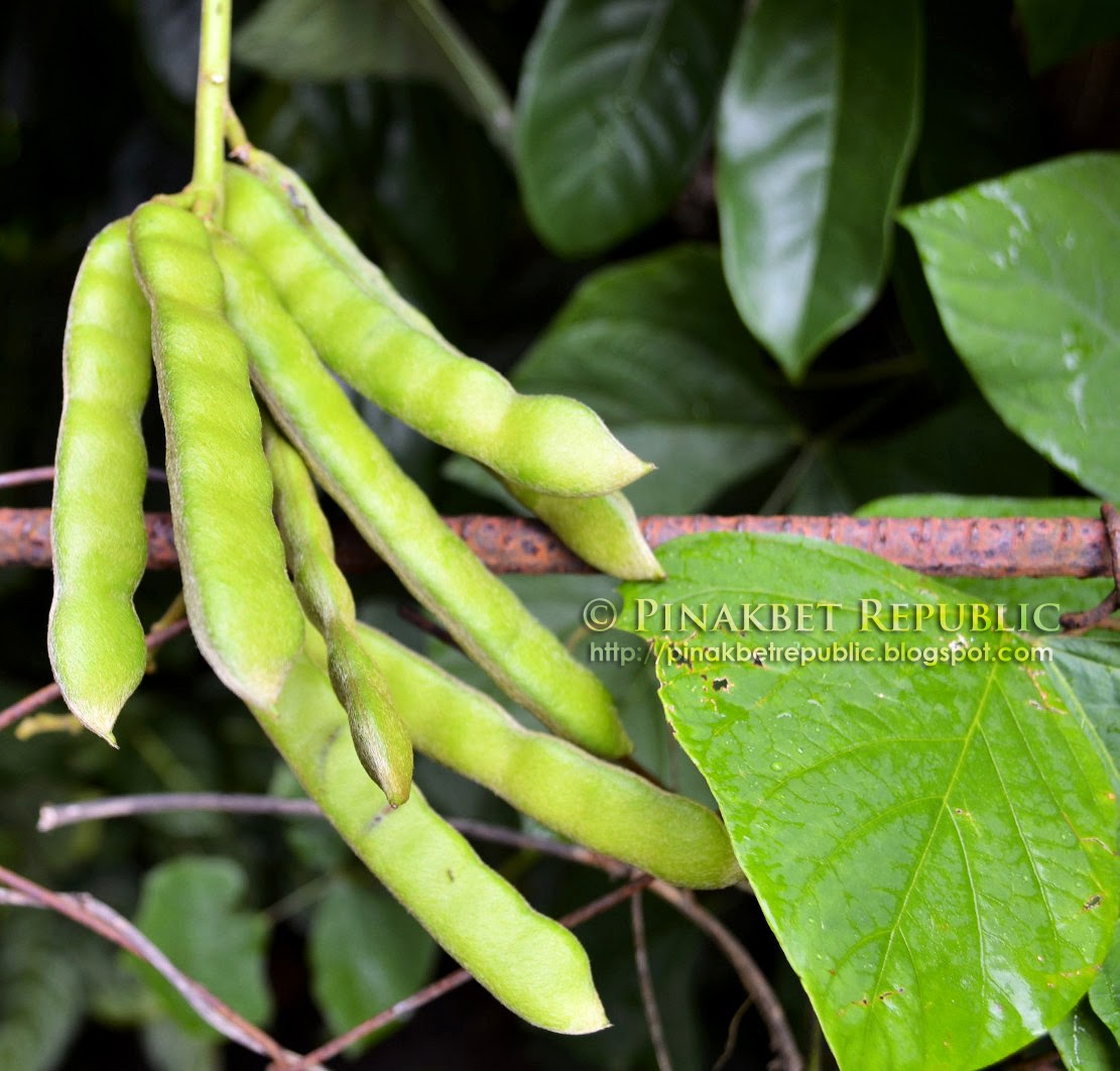 dinengdeng a bunga ti singkamas, jicama fruit stew ~ PINAKBET REPUBLIC