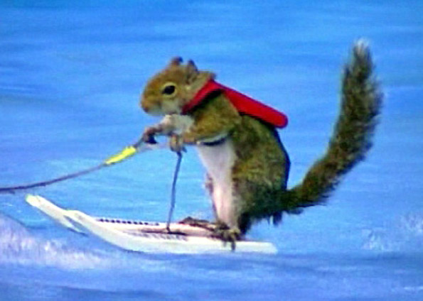 Jornal dos Bichos - Animal em Fatos, vídeos e fotos: Esquilo de esqui ...