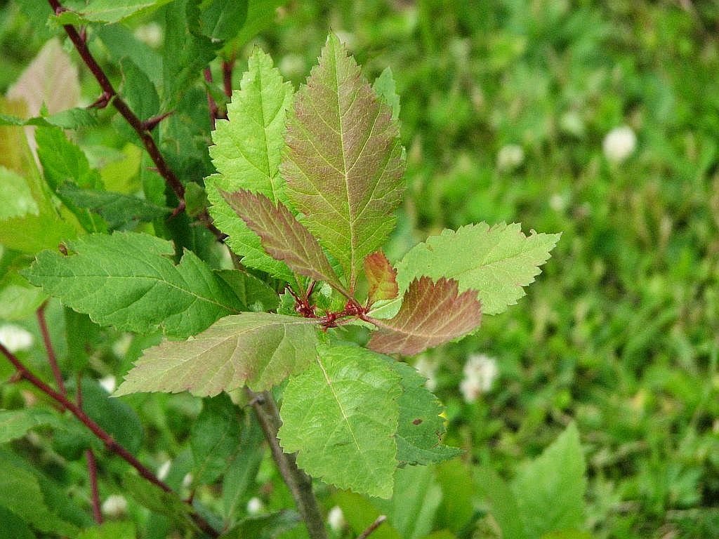 kahe valla piiri peal: U-Ä