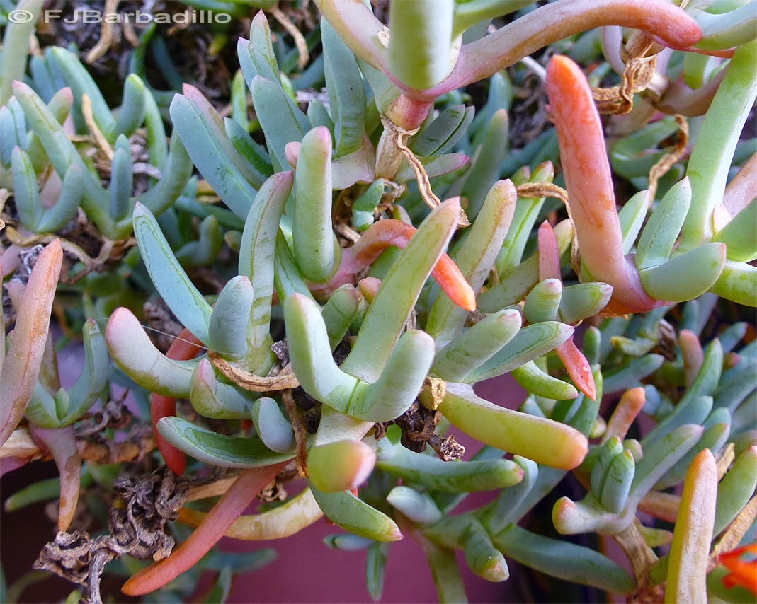 El último rincón: GLAUCO. Un color protector