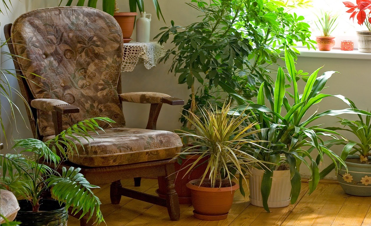 Trucos Para Cuidar Tus Plantas En Vacaciones Revista Tendenciadeco
