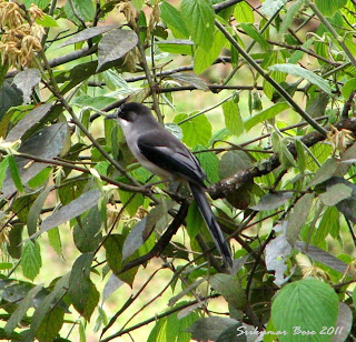 Indian Birds Photography: [BirdPhotoIndia] Grey Sibia