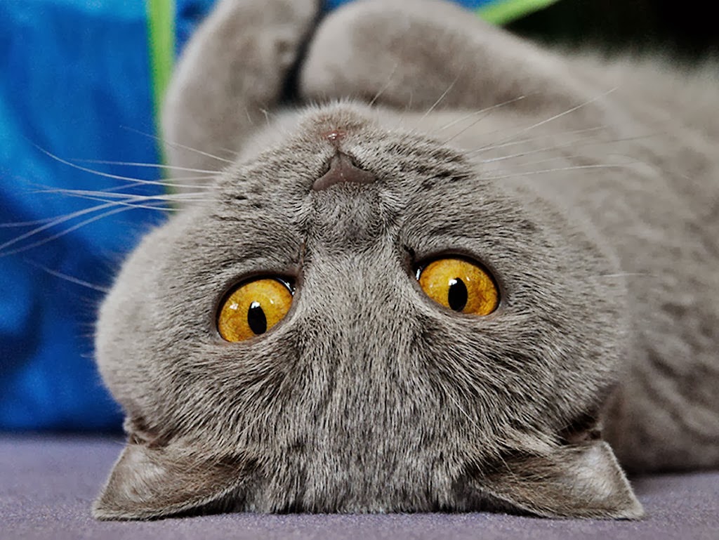 Chartreux Cat | Cute Cats