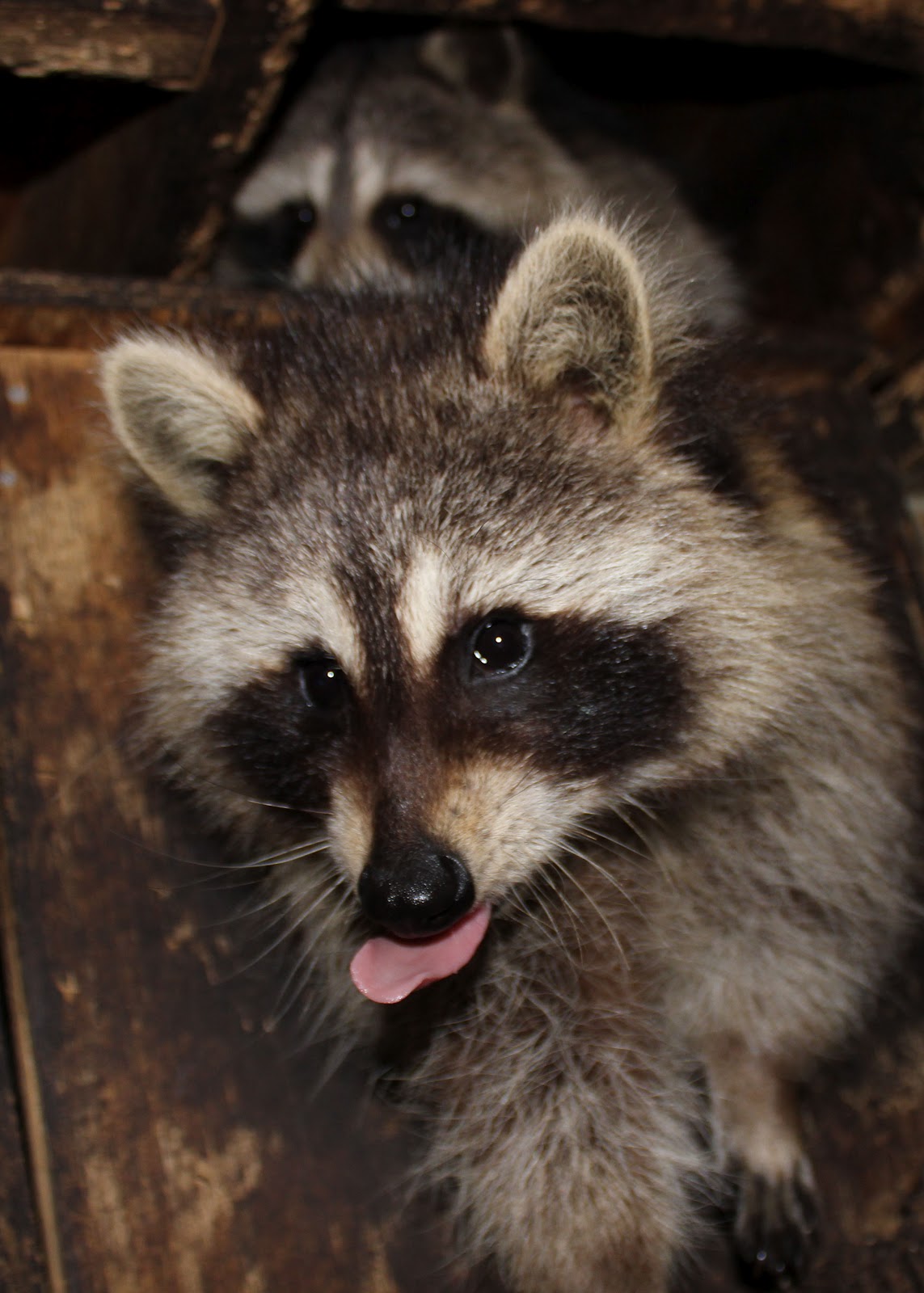 The Laughing Raccoon: The girls show themselves.....sort of!