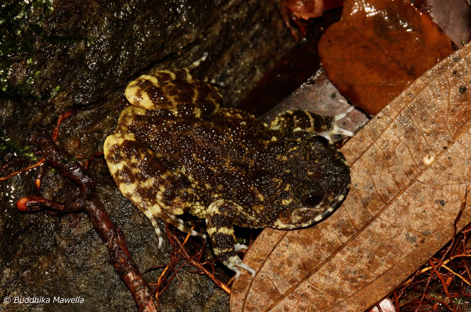 Lanka Nature Summary: Sri Lanka rock frog (Nannophrys ceylonensis)