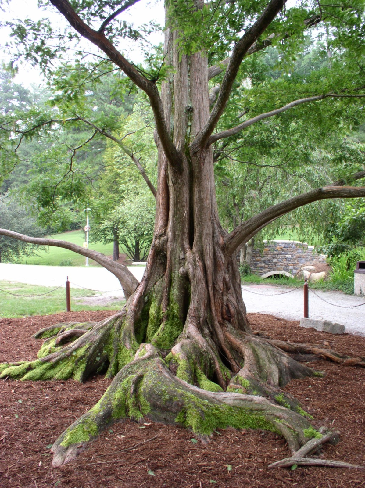 gardens@duke: Witnesses to History: The Trees of Duke Gardens