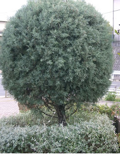Botânica- Taxonomia: Coniferophyta(Coniferófitas)