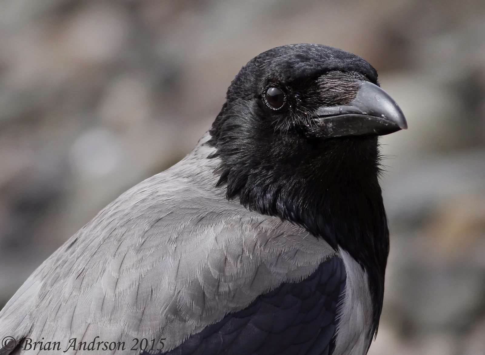 Brian's birding blog: Scotland 2015 trip report