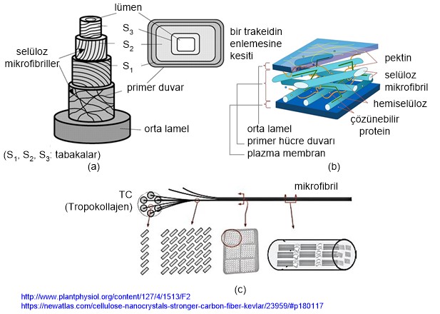 Prof. Dr. Bilsen Beşergil: Doğal Fiberler (natural fibers)
