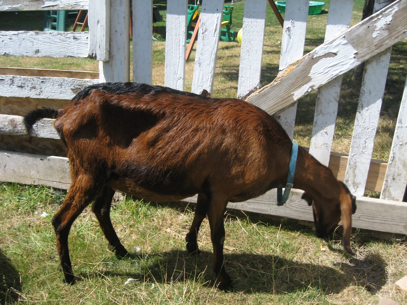 To Sing With Goats: August 2011