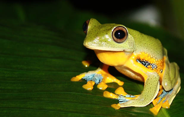 14+ Contoh Hewan Amphibi Brainly, Paling Gokil!