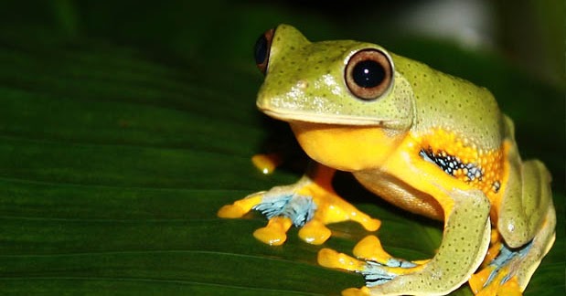 15+ Hewan Amfibi Contohnya Adalah