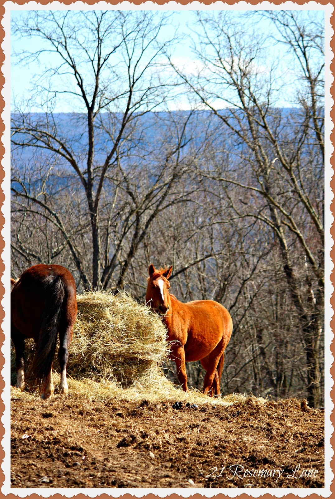 21 Rosemary Lane: Our Dude Ranch Getaway