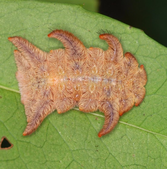 Amazing Animals Pictures: The Bizarre Monkey Slug (Phobetron pithecium ...
