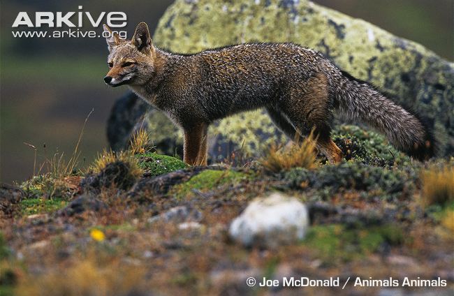 Abe's Animals: Pictures of the fox genus