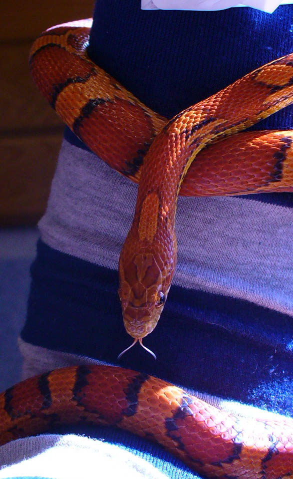 Our Beautiful World: Beautiful red snakes