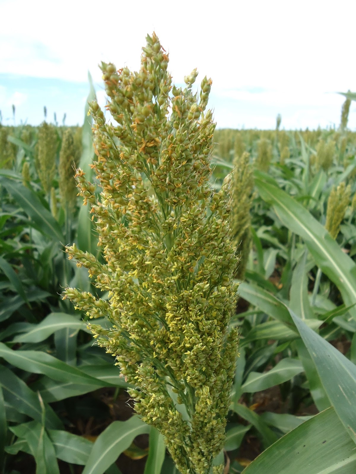 Agronomía en La Pampa.: Las ventajas que ofrece el Sorgo y que lo hacen ...