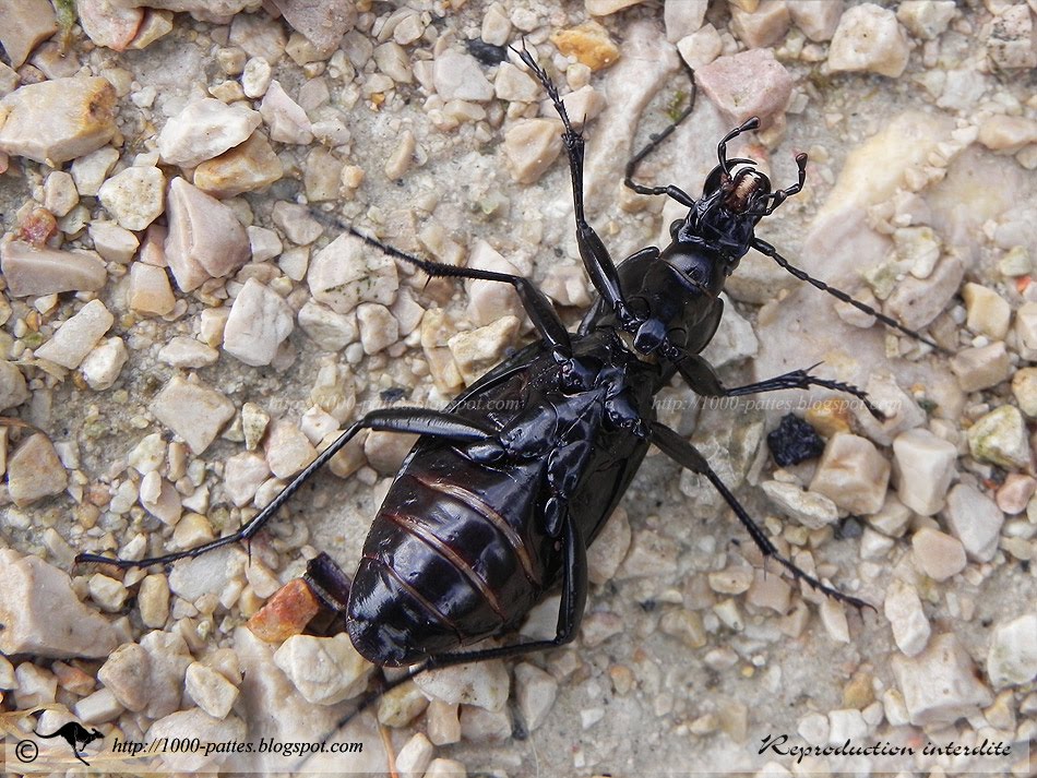 WILDLIFE GATEWAY: Carabe splendide!