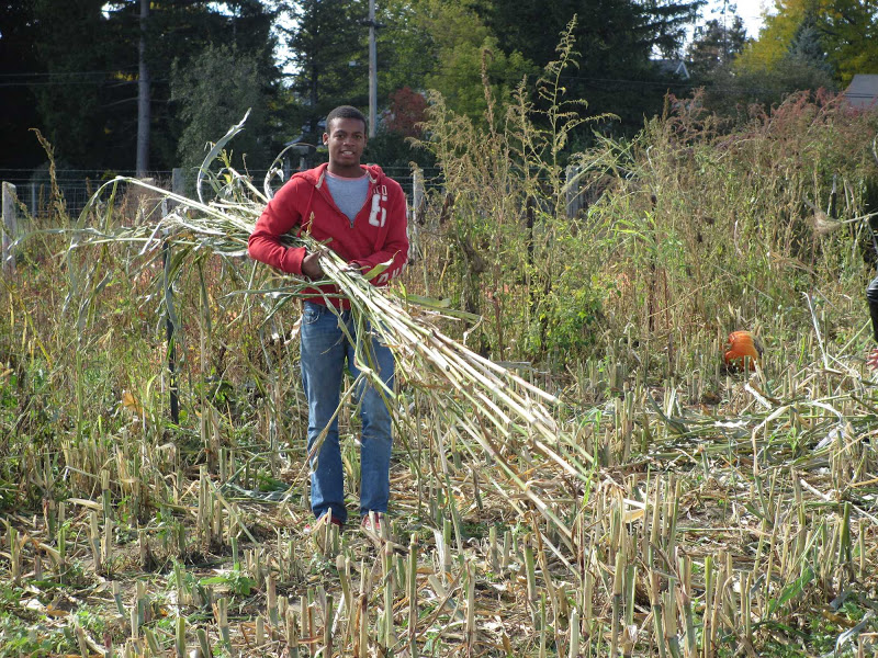 Wagner Feed: Broom corn harvest starts