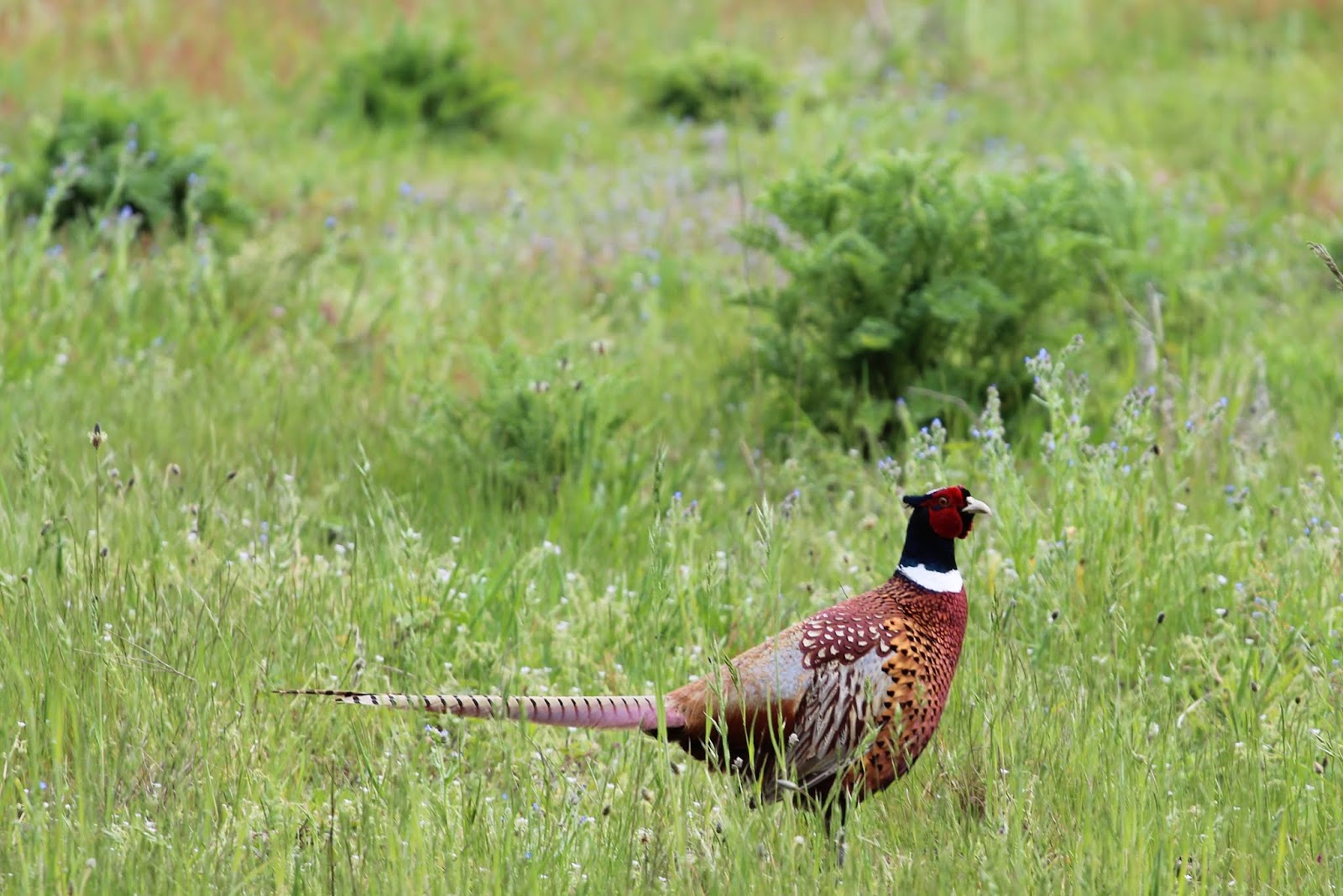 Martin Brookes Oakham: RSPB Nature Reserve The Lodge Sandy Bedfordshire