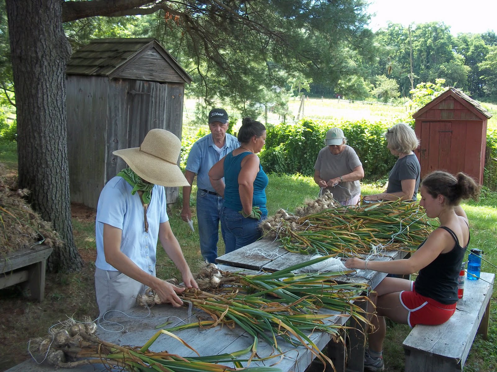 Culinary Types: Into Each Life Some Garlic Must Grow