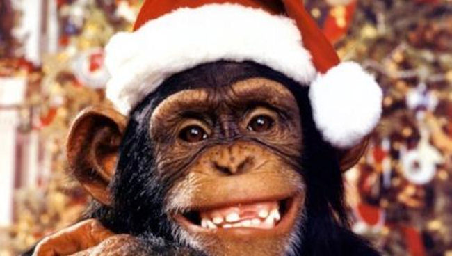 PLANET OF THE CHIMPS #2: MERRY CHRISTMAS TO ALL FROM CHIMP!!!