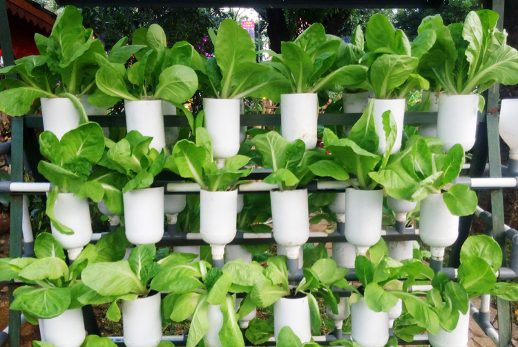 Beberapa Inspirasi Tanaman Hidroponik