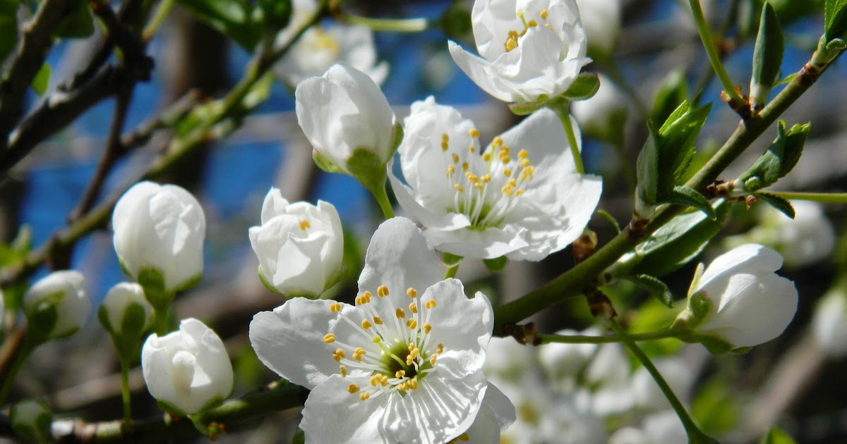 LA MULTI ANI, ROMANIA!: Pom inflorit cu flori albe