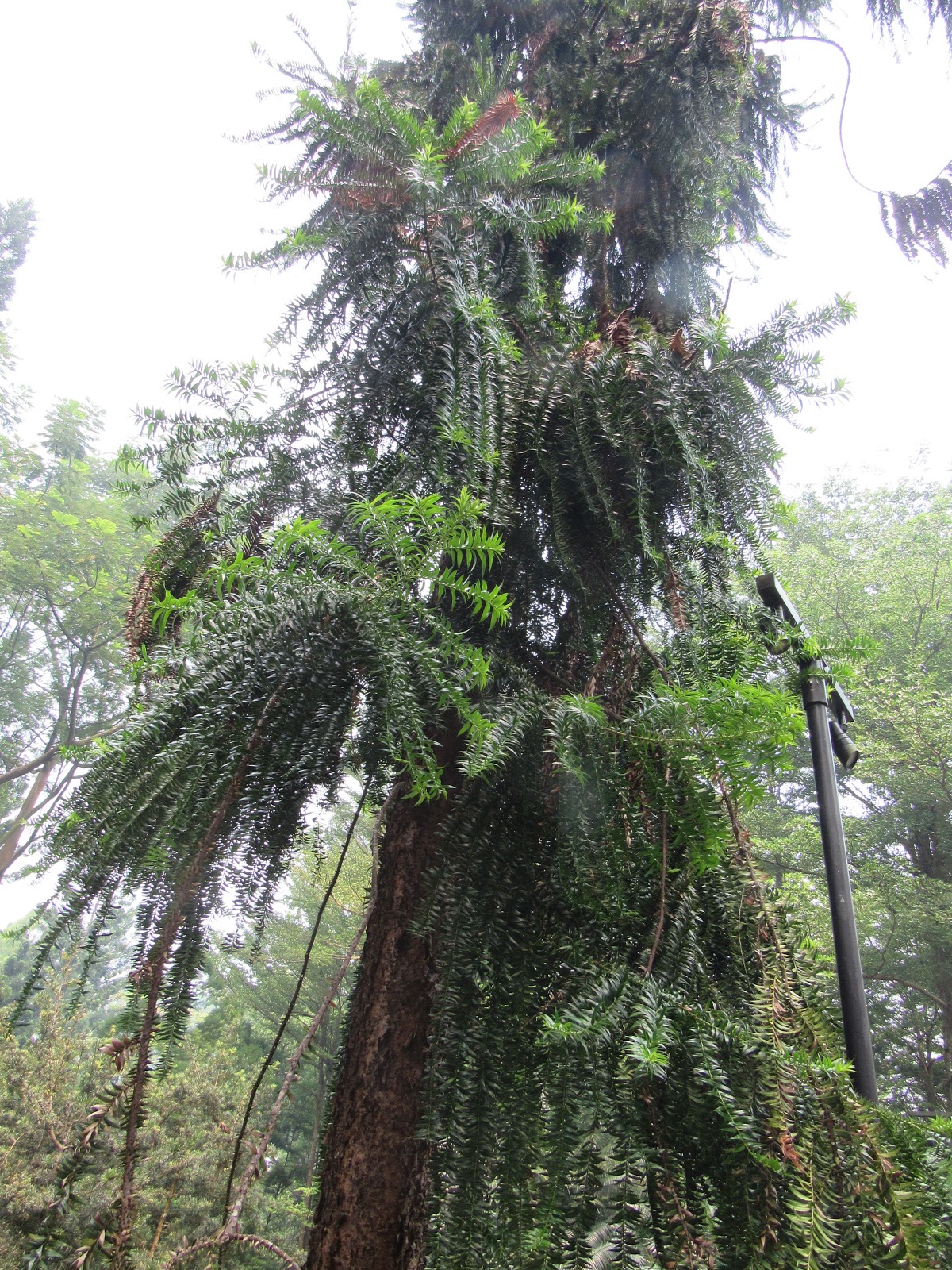 Plants found in Singapore: Araucaria hunsteinii