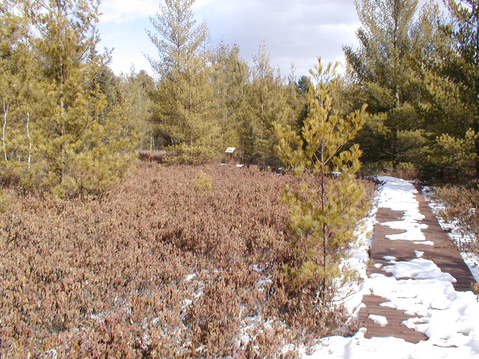 Onestep Outdoors!: Garcelon Bog Conservation Area
