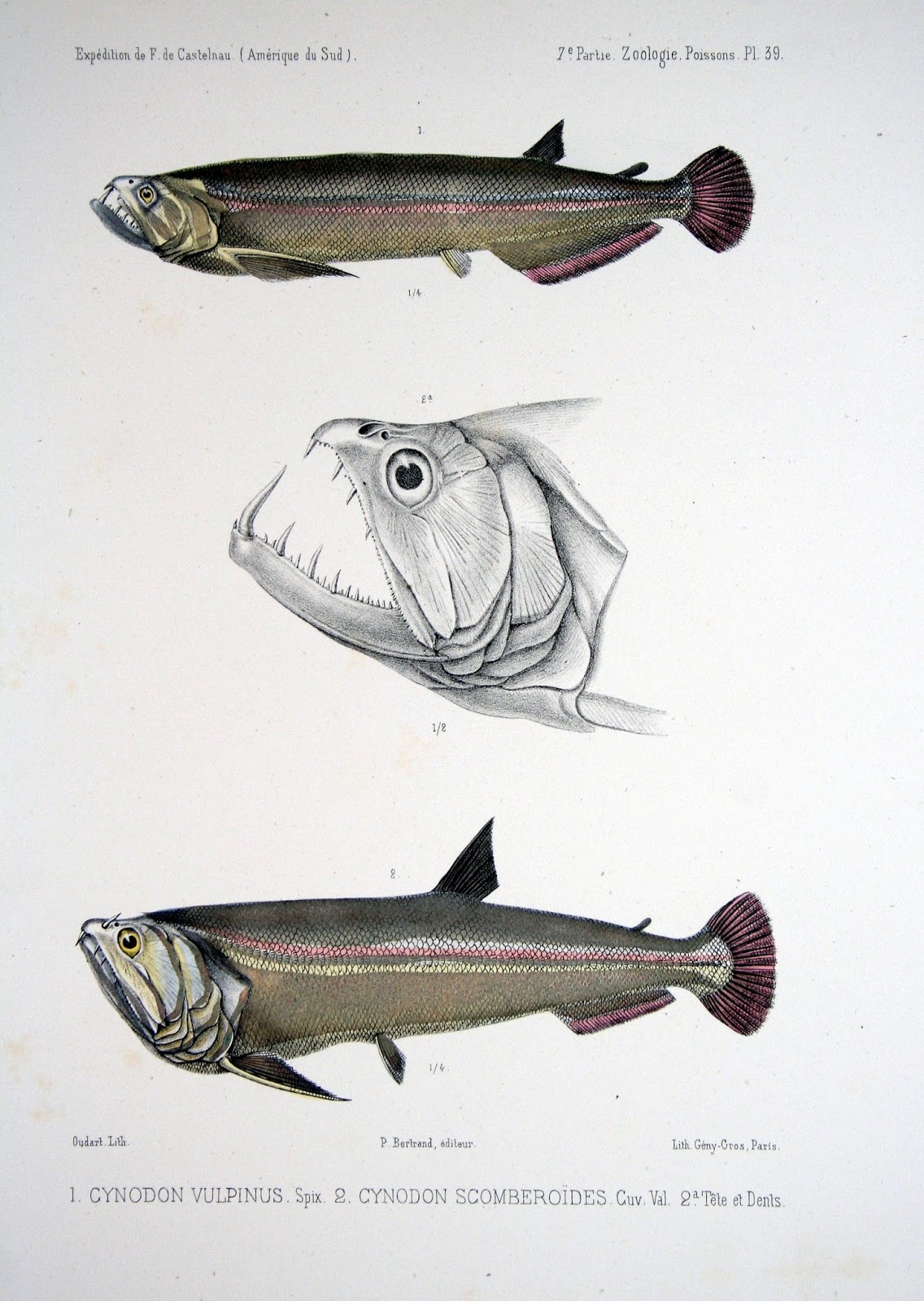 Virginia Tech Ichthyology Class : Payara - What Big Teeth You've Got ...