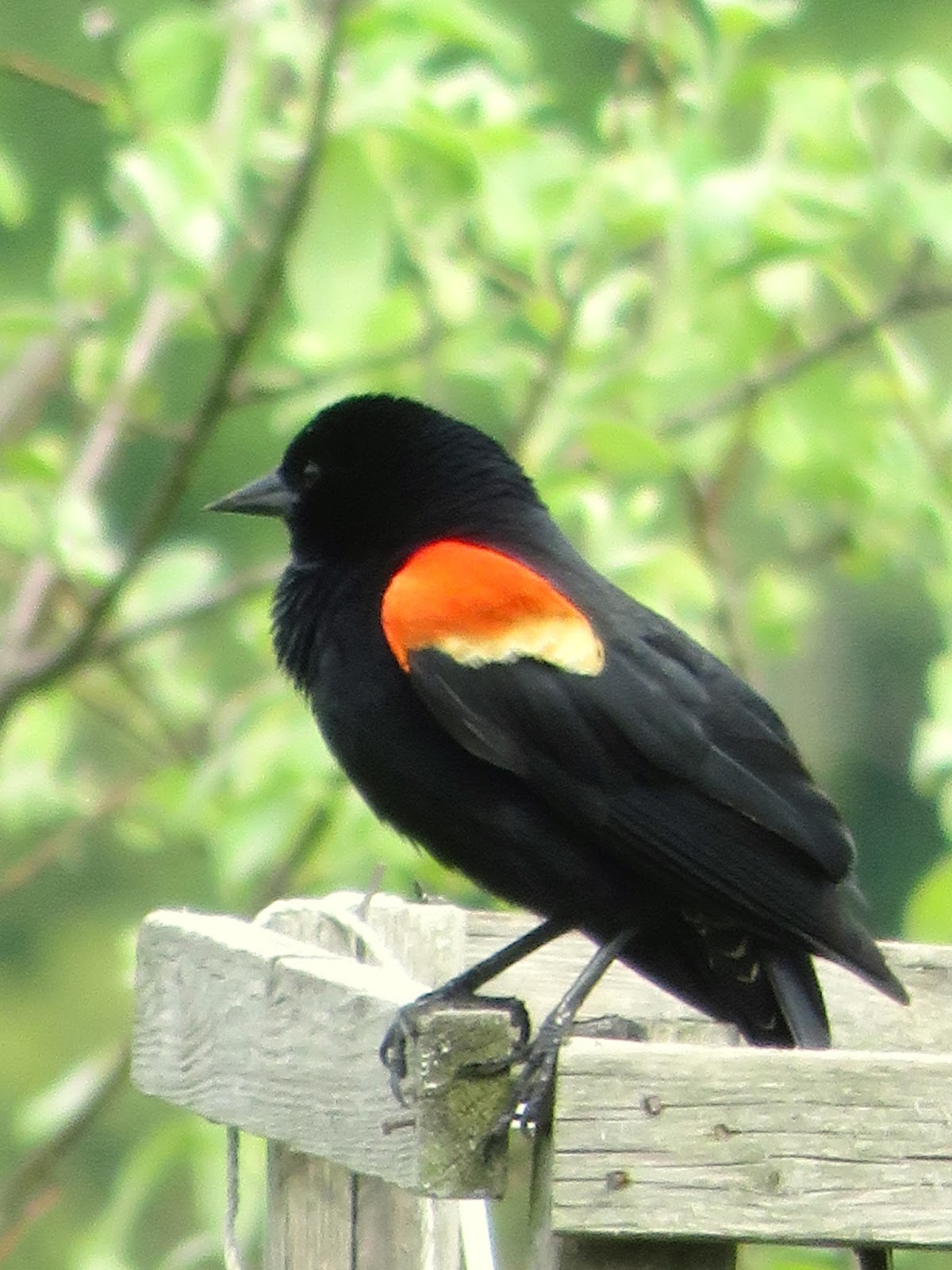 The Marmelade Gypsy: Bird Watching at Barb's