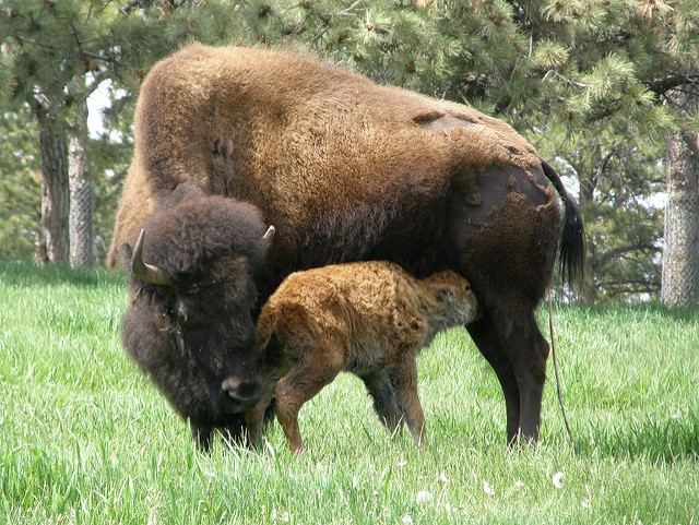 CiMF Environment : The American Bison: A Success Story by Noémie ...